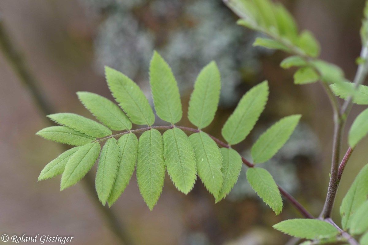 Le Sorbier des oiseleurs, Sorbier sauvage - Sorbus aucuparia - ANAB ...