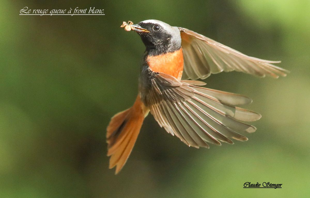 Rougequeue à front blanc - ANAB Association Nature Alsace Bossue