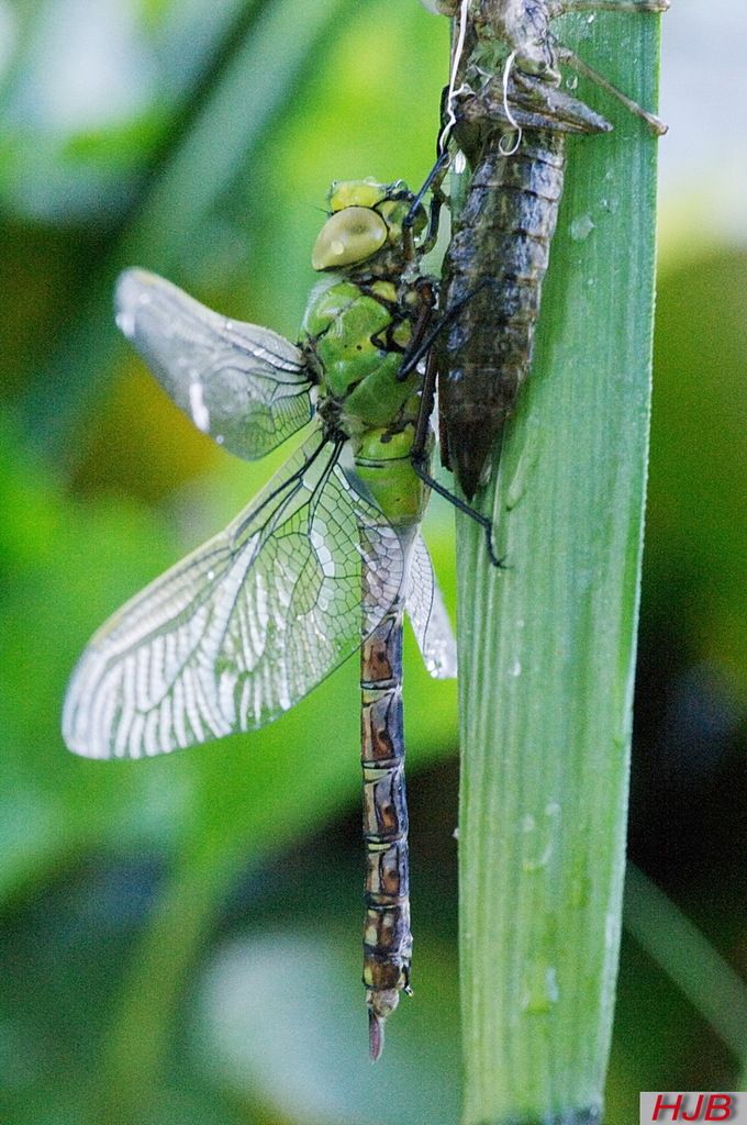 L'Anax empereur (Anax imperator) - ANAB Association Nature Alsace Bossue