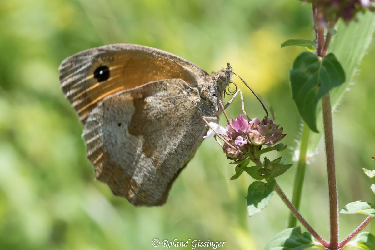 Le Myrtil, le Myrtile, la Jurtine, la Janire ( Maniola jurtina) - ANAB ...