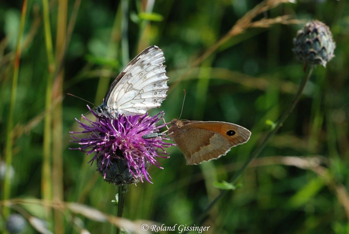 Le Myrtil, le Myrtile, la Jurtine, la Janire ( Maniola jurtina) - ANAB ...