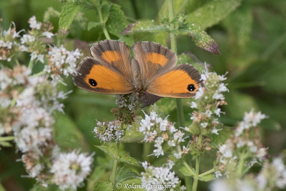 L'Amaryllis, le Satyre tithon, le Titon - ANAB Association Nature ...