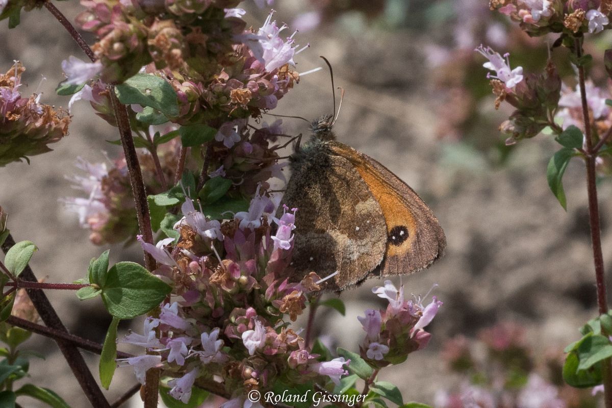 L'Amaryllis, le Satyre tithon, le Titon - ANAB Association Nature ...