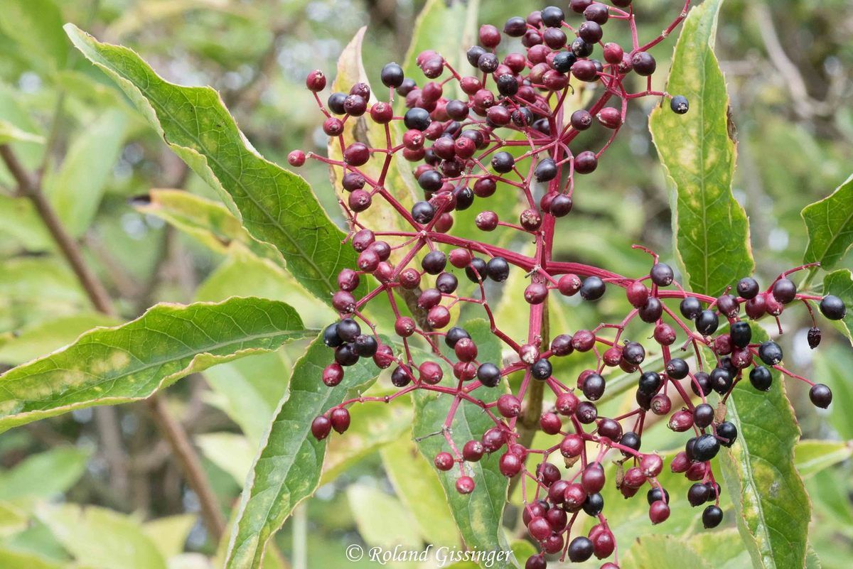L'arbre du mois: le Sureau noir, Sampéchier, Grand sureau partie 1/2 ...