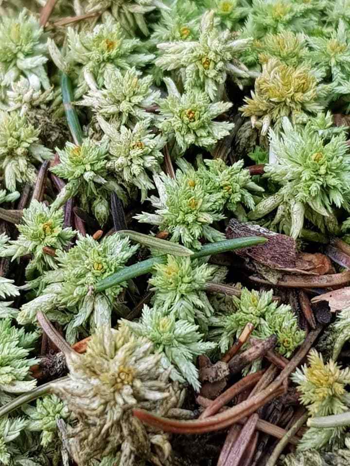 Sphagnum inundatum et parlons des sphaignes - ANAB Association Nature ...