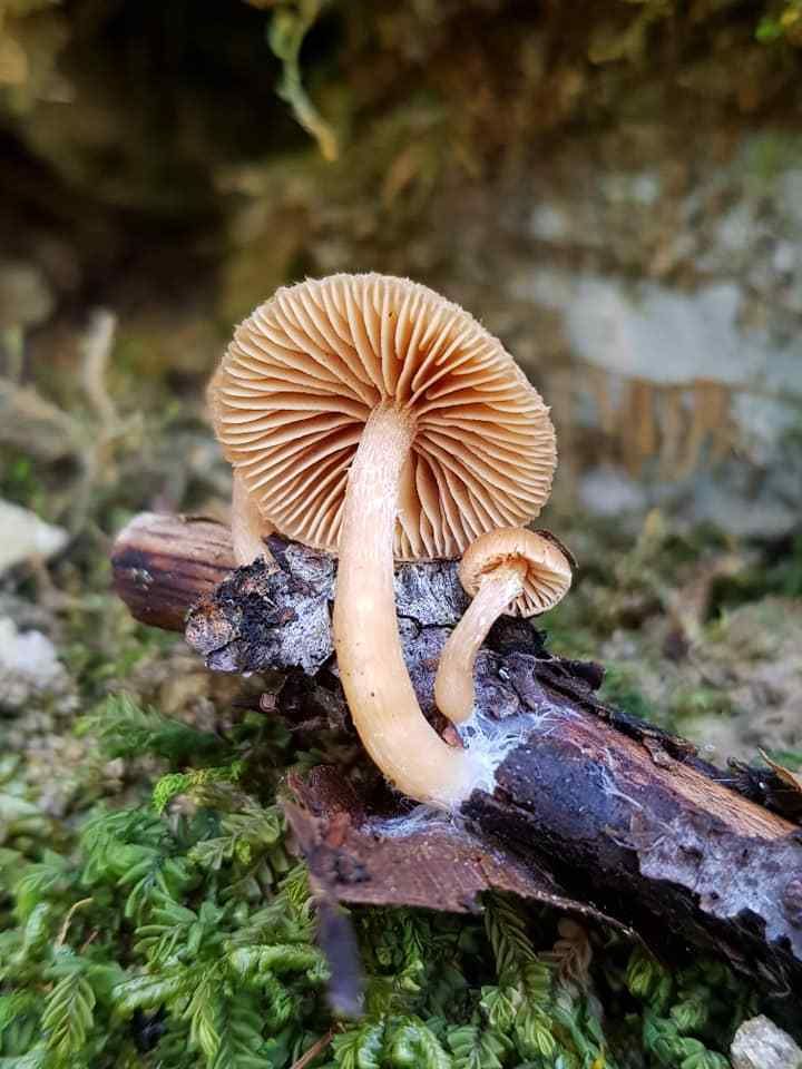 Tubaire de Romagnesi (et les cystides ) - ANAB Association Nature ...