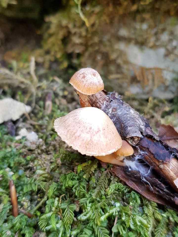 Tubaire de Romagnesi (et les cystides ) - ANAB Association Nature ...