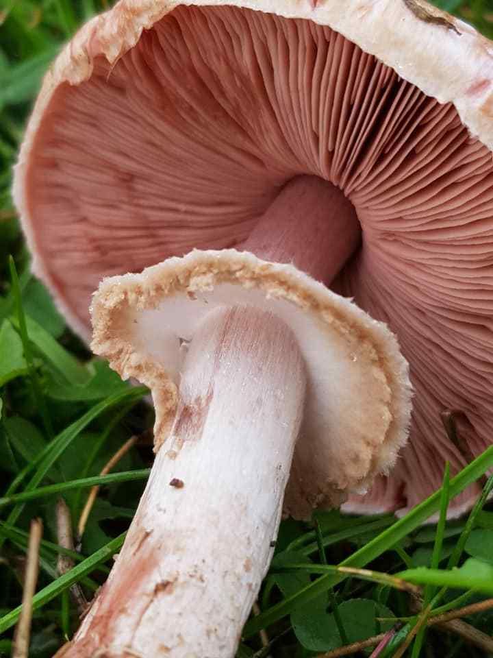 Agaric rougissant, Psalliote rougissant , Agaric de Lange - ANAB ...