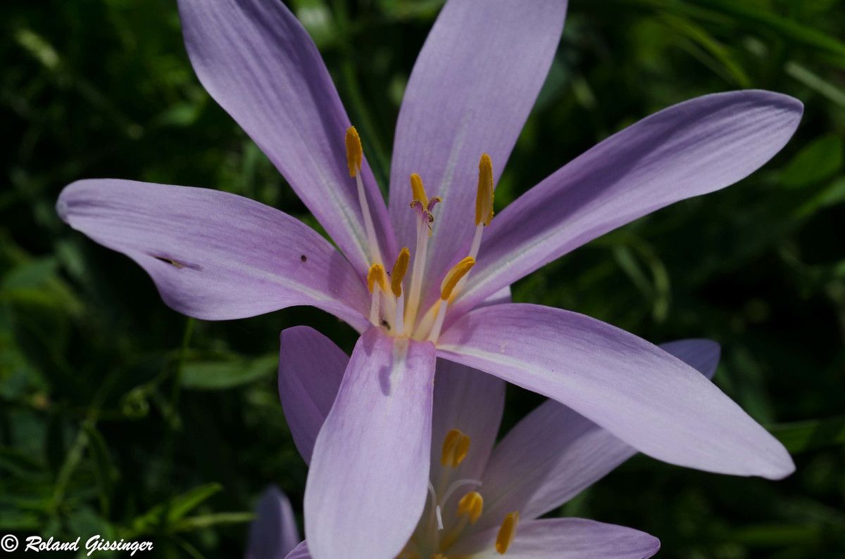 Le Colchique - ANAB Association Nature Alsace Bossue