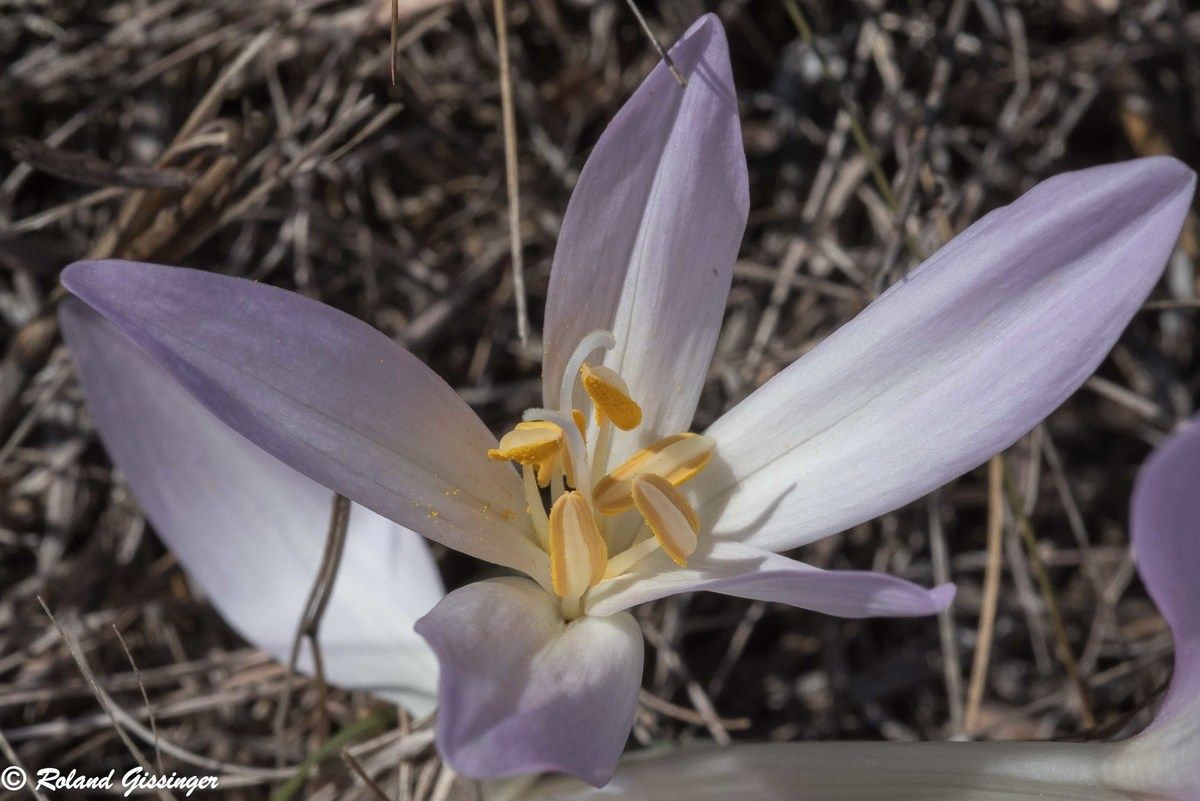 Le Colchique - ANAB Association Nature Alsace Bossue