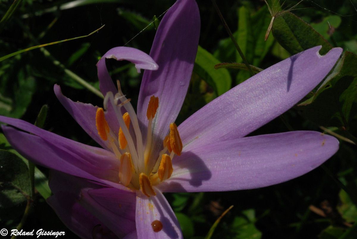 Le Colchique - ANAB Association Nature Alsace Bossue