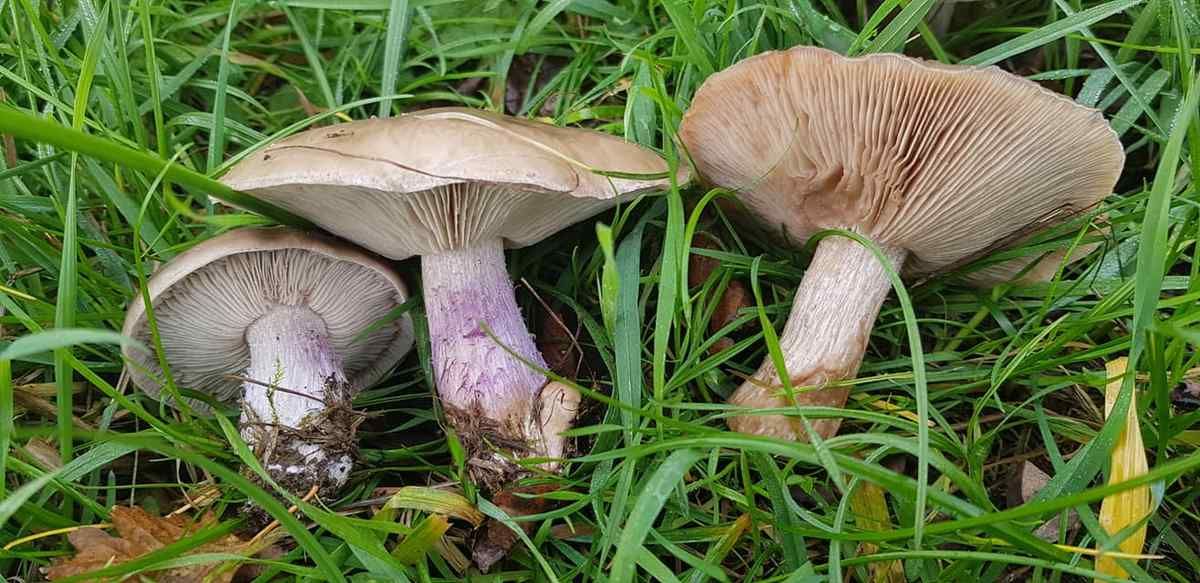Le pied violet et synthèse sur le genre Lepista - ANAB Association ...