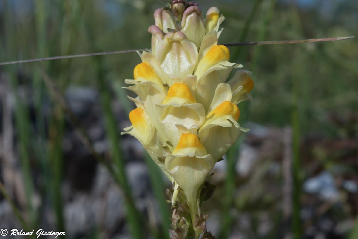 La Linaire vulgaire, commune - (Linaria vulgaris) - ANAB Association ...