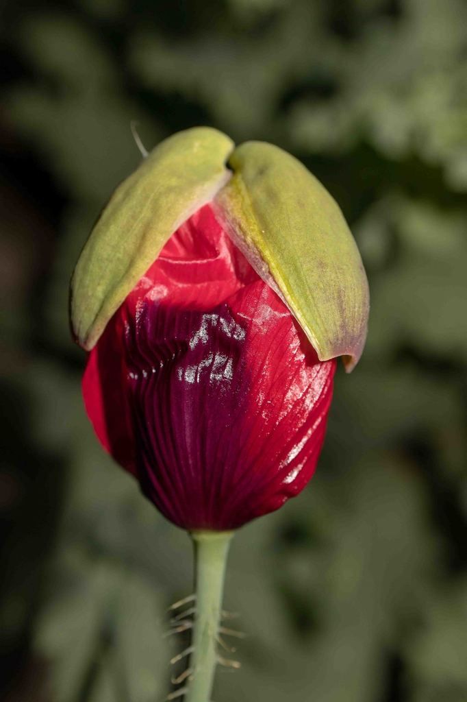 Couleur coquelicot - ANAB Association Nature Alsace Bossue