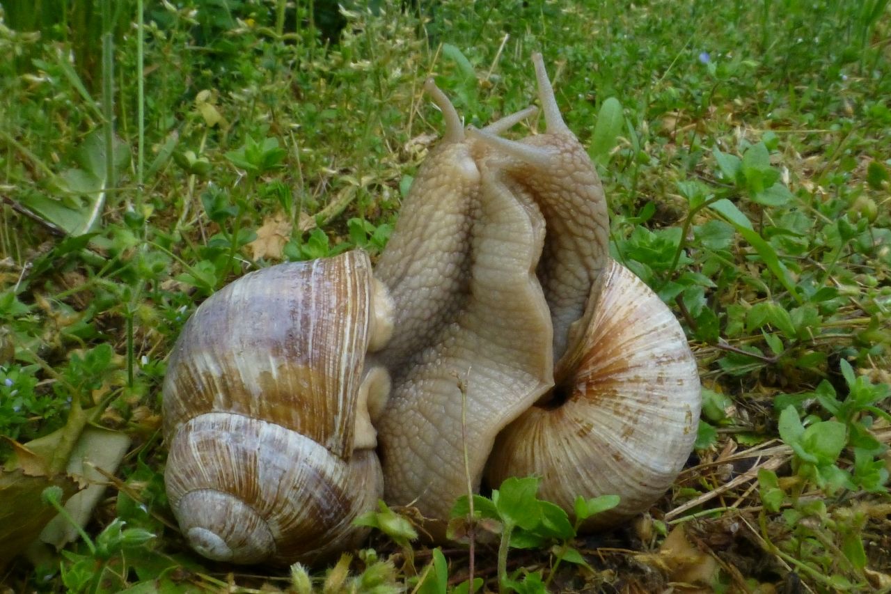 L’Escargot de Bourgogne (Helix pomatia) - ANAB Association Nature Alsace Bossue