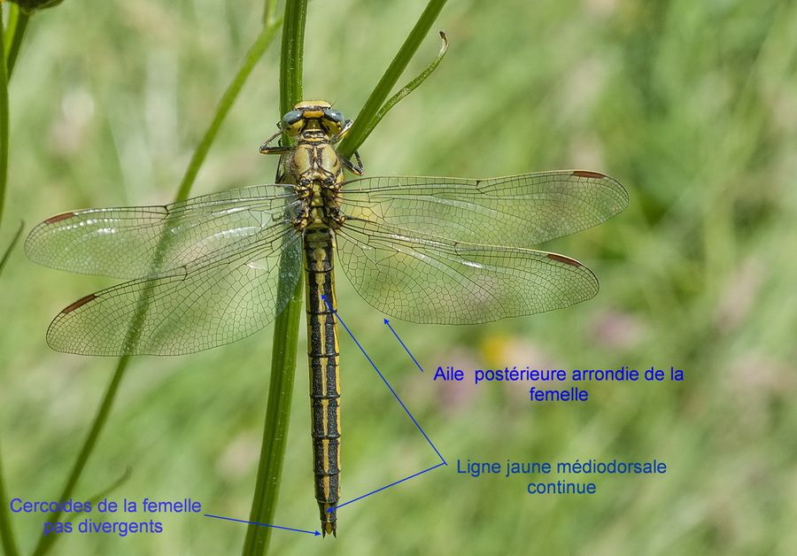 Le Gomphe joli ou Gomphe gentil - ANAB Association Nature Alsace Bossue