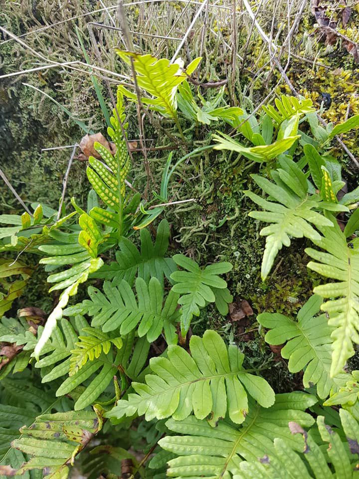 Le polypode intermédiaire et la biologie des fougères ( Polypodium ...