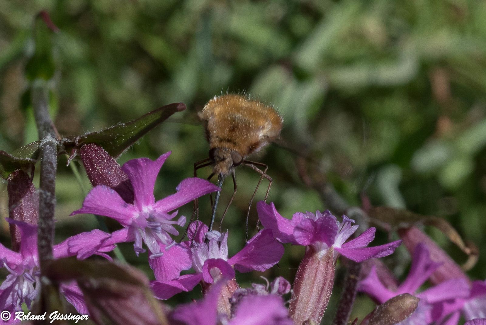 Le Grand bombyle (Bombylius major) - ANAB Association Nature Alsace Bossue