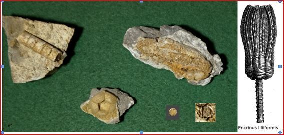 Encrine ou Lys de mer (fossile du Muschelkalk) - ANAB Association ...