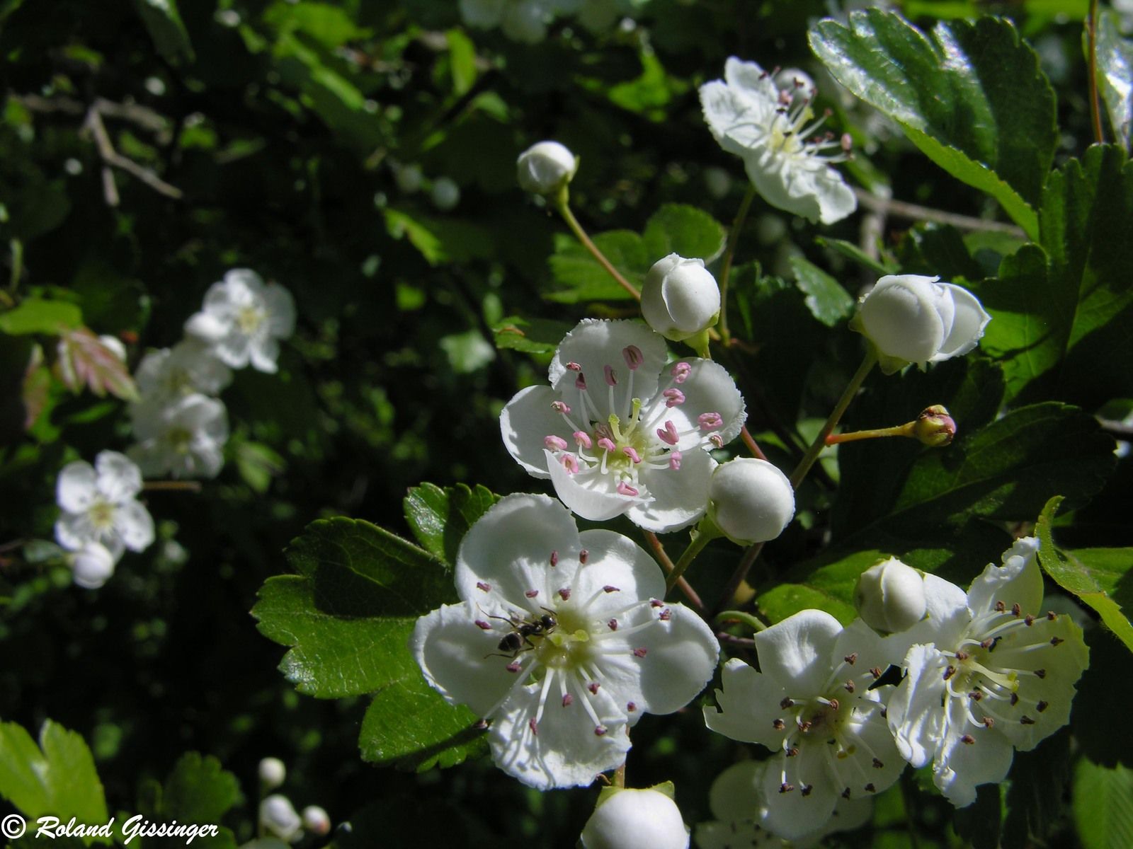 Aubépine à deux styles, Aubépine épineuse - (Crataegus laevigata ...