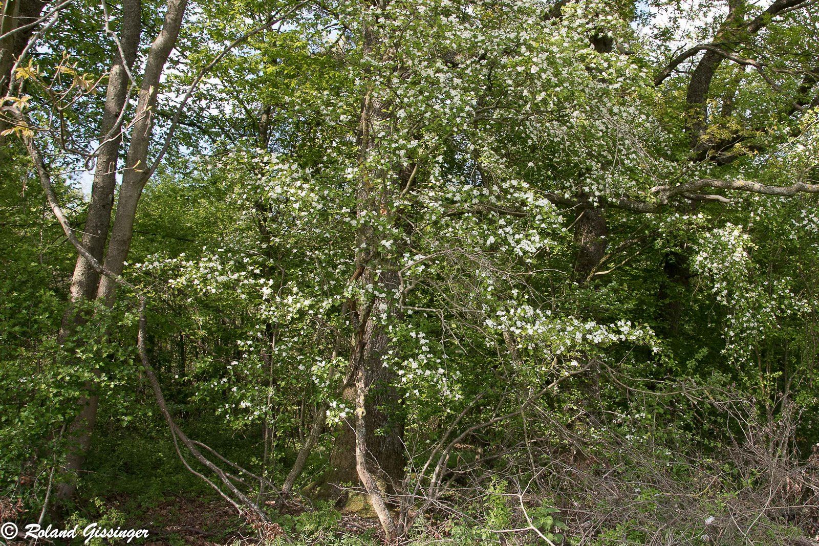 Aubépine à deux styles, Aubépine épineuse - (Crataegus laevigata ...