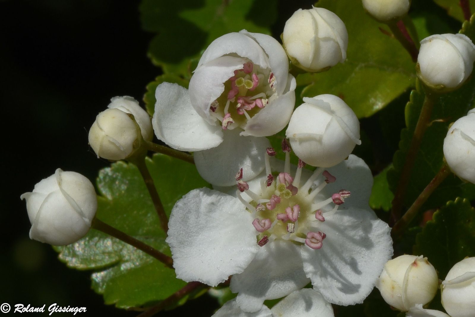 Aubépine à deux styles, Aubépine épineuse - (Crataegus laevigata ...