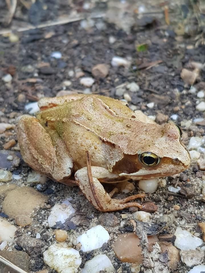 La grenouille rousse - ANAB Association Nature Alsace Bossue