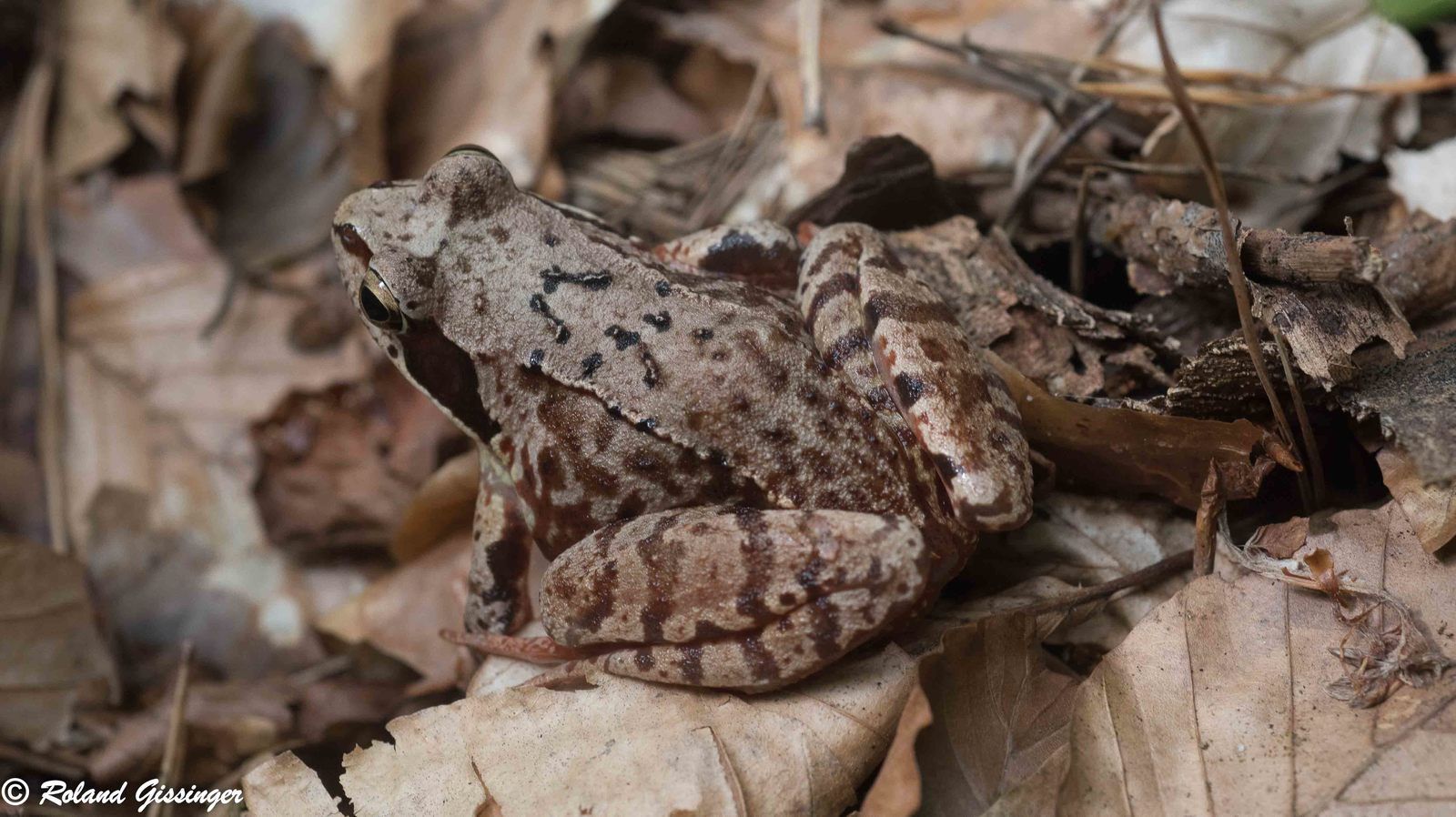 La grenouille rousse - ANAB Association Nature Alsace Bossue