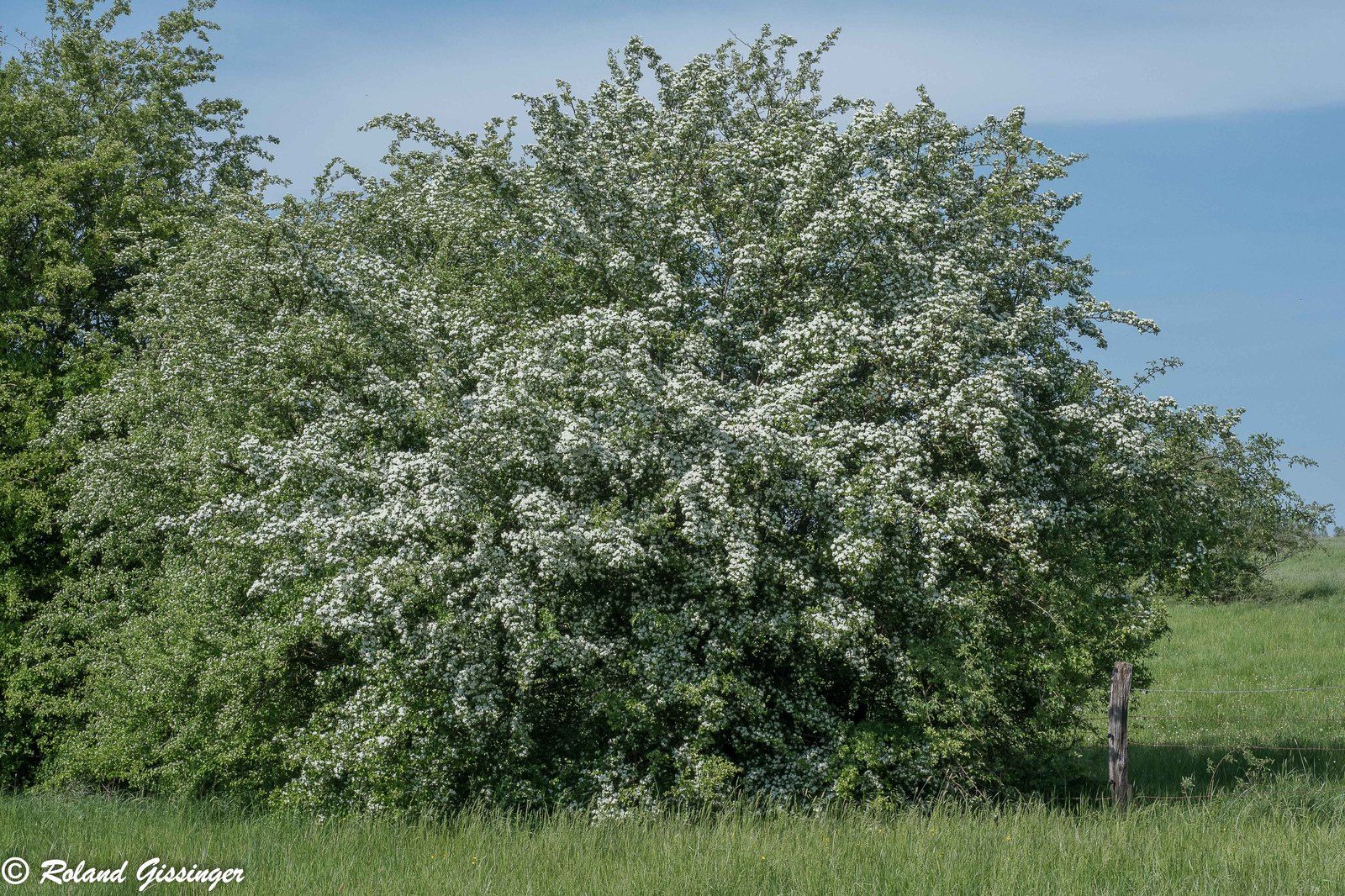 L'Aubépine ou Epine blanche ou Bois de mai ou Valériane du coeur ...