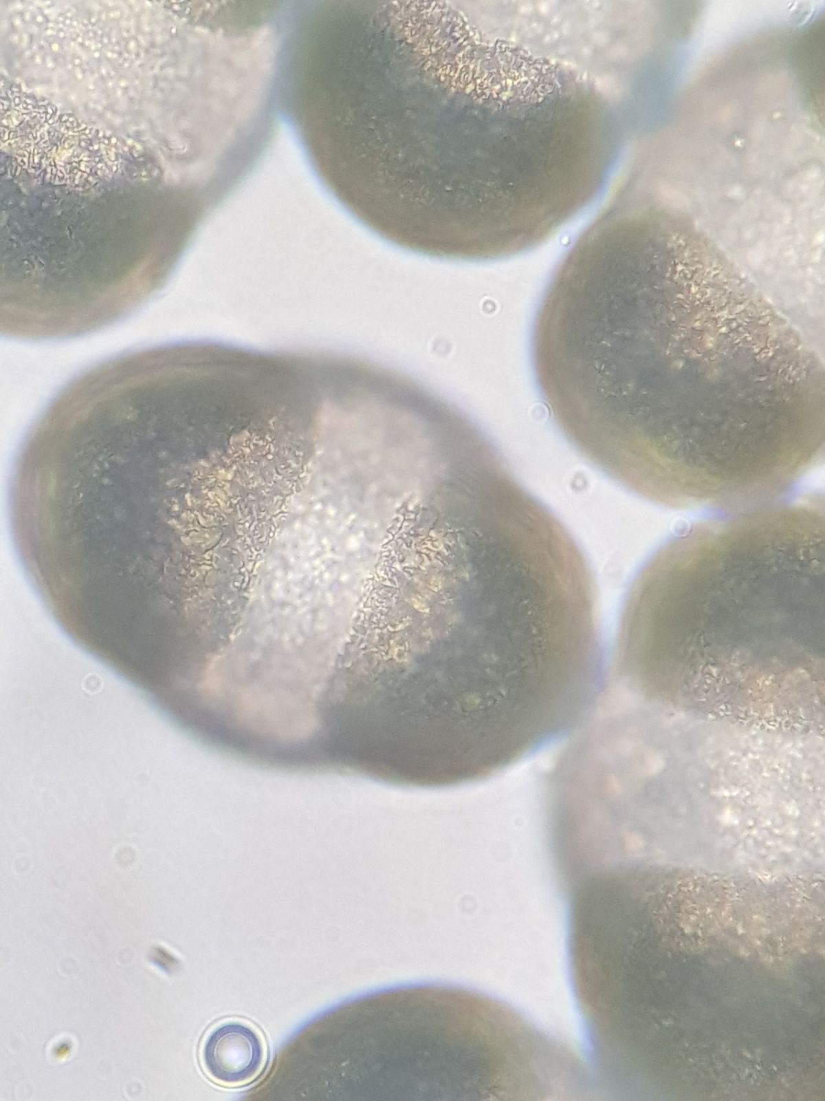 Le Pin sylvestre et sa pollinisation - ANAB Association Nature Alsace ...