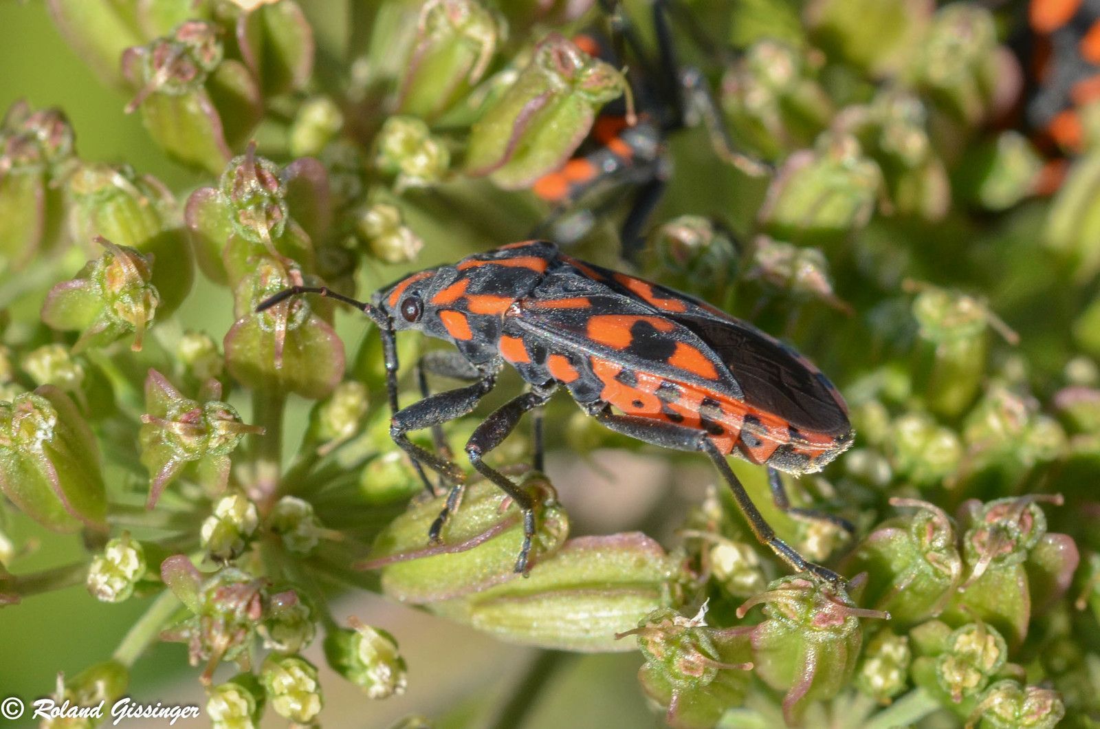 Punaise à damier - ANAB Association Nature Alsace Bossue