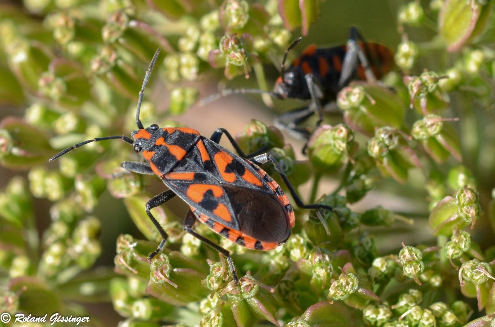 Punaise à damier - ANAB Association Nature Alsace Bossue
