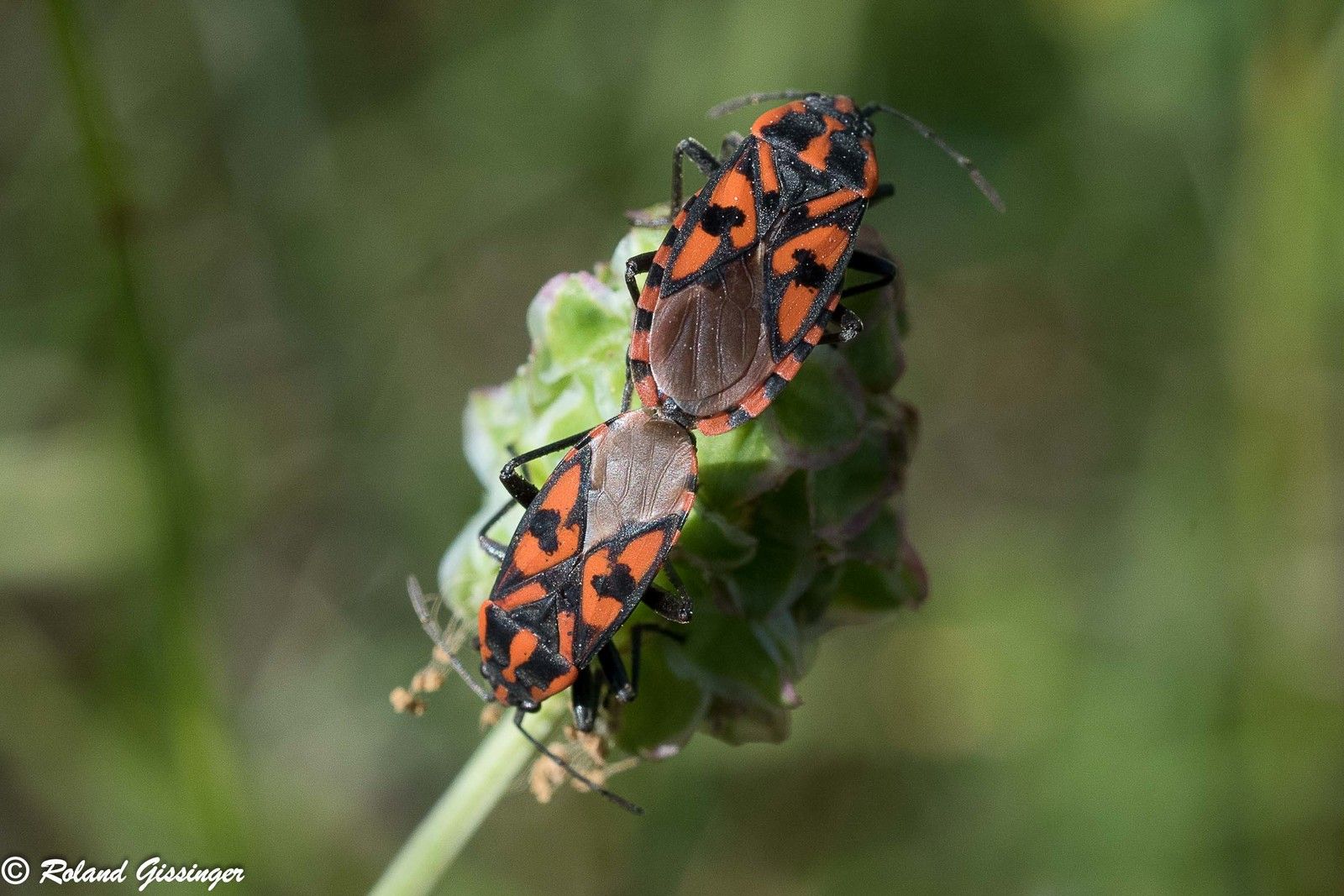 Punaise à damier - ANAB Association Nature Alsace Bossue