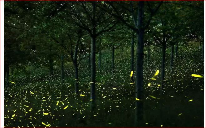 Sur les bords de la Vilaine, les lucioles sont devenues rares - ANAB ...