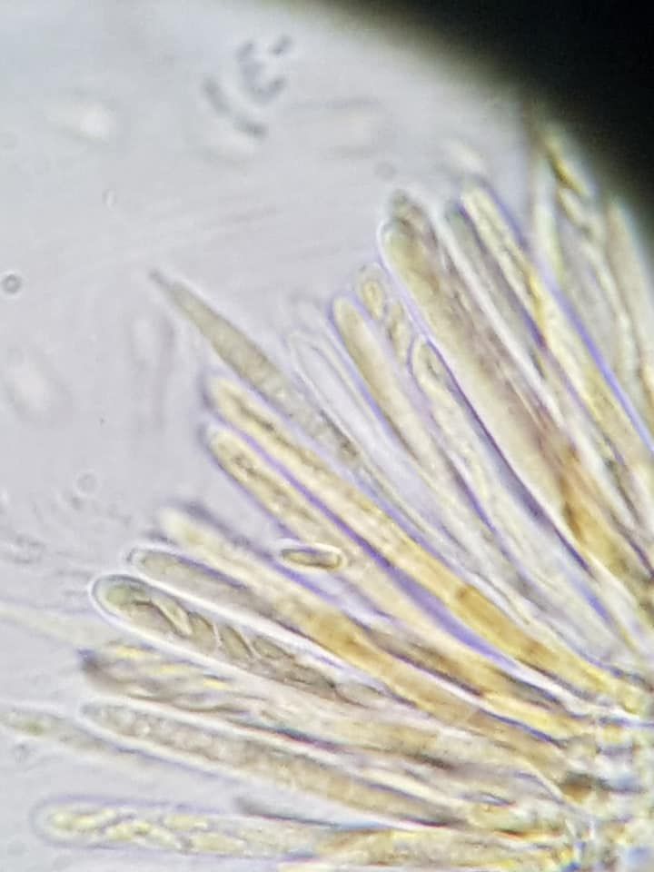 Lachnum virgineum (Pézize blanc pur) - ANAB Association Nature Alsace ...