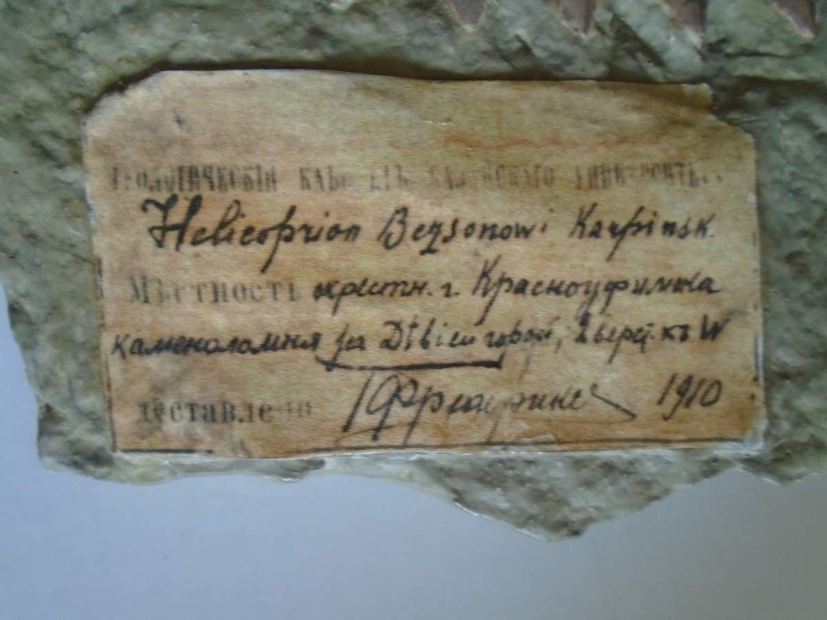 Requin Helicoprion bessonovi du Permien russe - Le Vieux Fossile ...