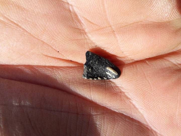 Joli vomer d’Edaphodon antwerpiensis du Port d’Anvers - Le Vieux ...