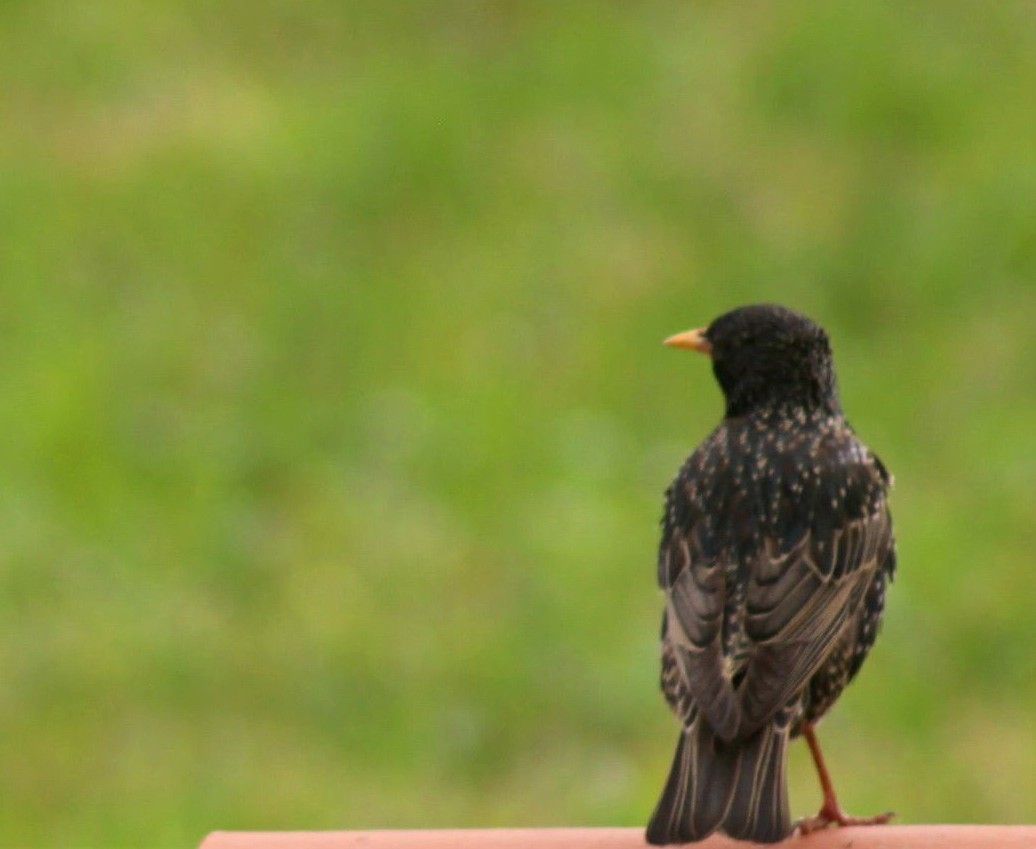 merle moqueur ! - LE PETIT PLACIDE