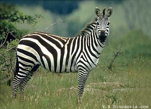 Un Zebre