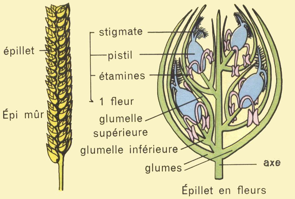 Botanique et diiférentes étapes du développement du blé - Le blog de Domi