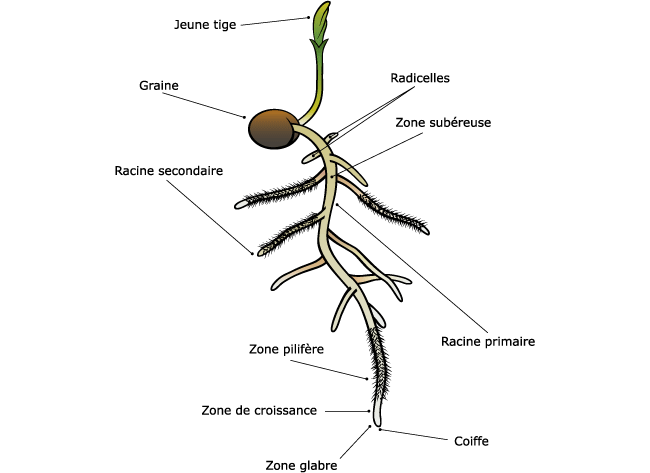 Tournesol = sa classification, description botanique, son orientation ...
