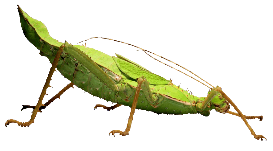 Le monde des phasmes - Le blog de Domi