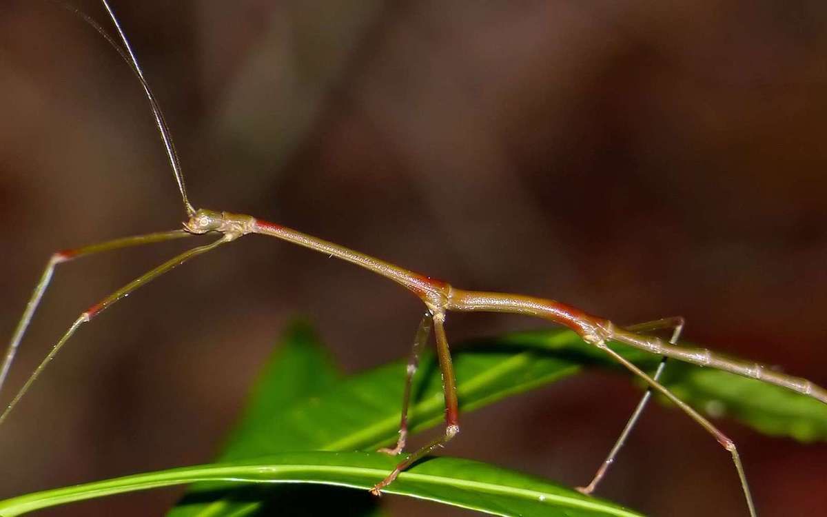 Le monde des phasmes - Le blog de Domi