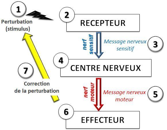 Arc réflexe - profSVT OEHMICHEN
