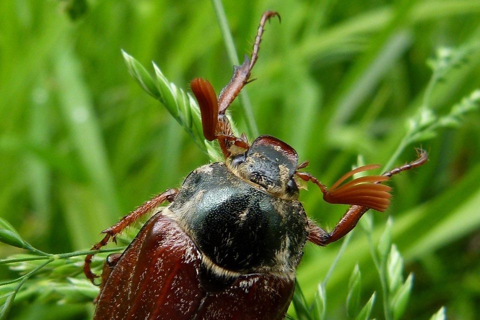 Le Hanneton commun, Melolontha melolontha : un insecte en régression ...
