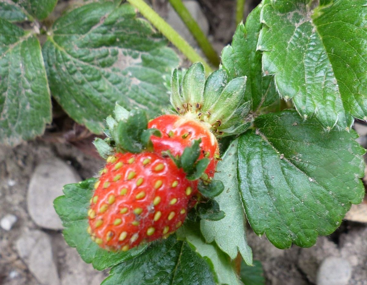 Fraises « feuillues », des fraises vraiment bizarres ! - LE BLOG DU ...
