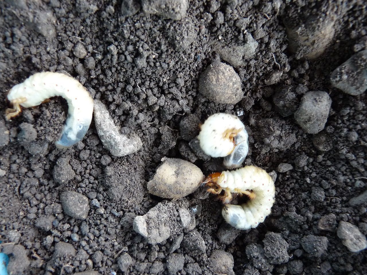 Des larves de Cétoines dans le compost - LE BLOG DU GROUPE NATURE DE ...