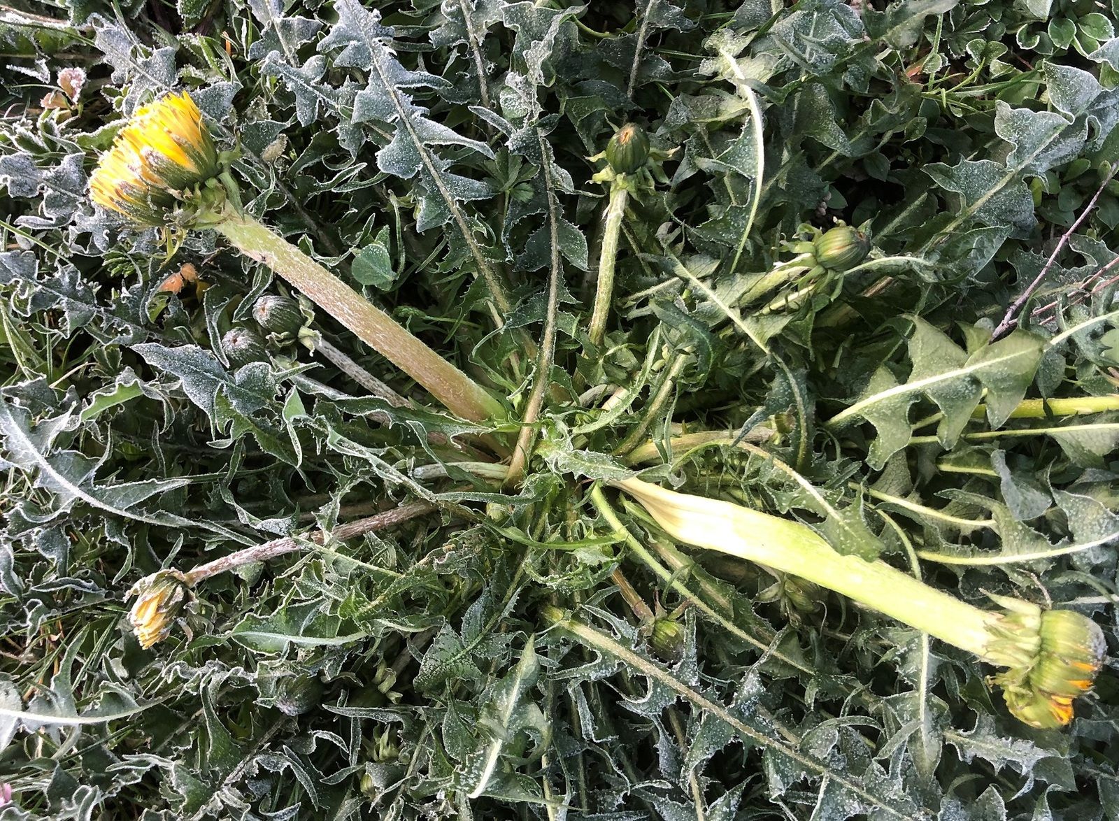 Pissenlits bizarres … Cristation, fasciation - LE BLOG DU GROUPE NATURE ...