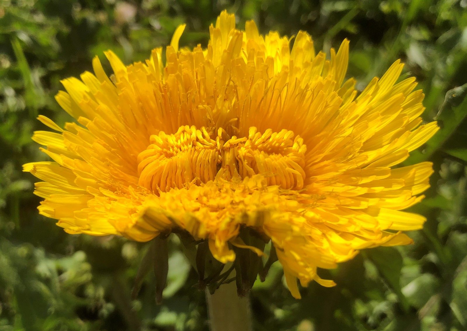 Pissenlits bizarres … Cristation, fasciation - LE BLOG DU GROUPE NATURE ...