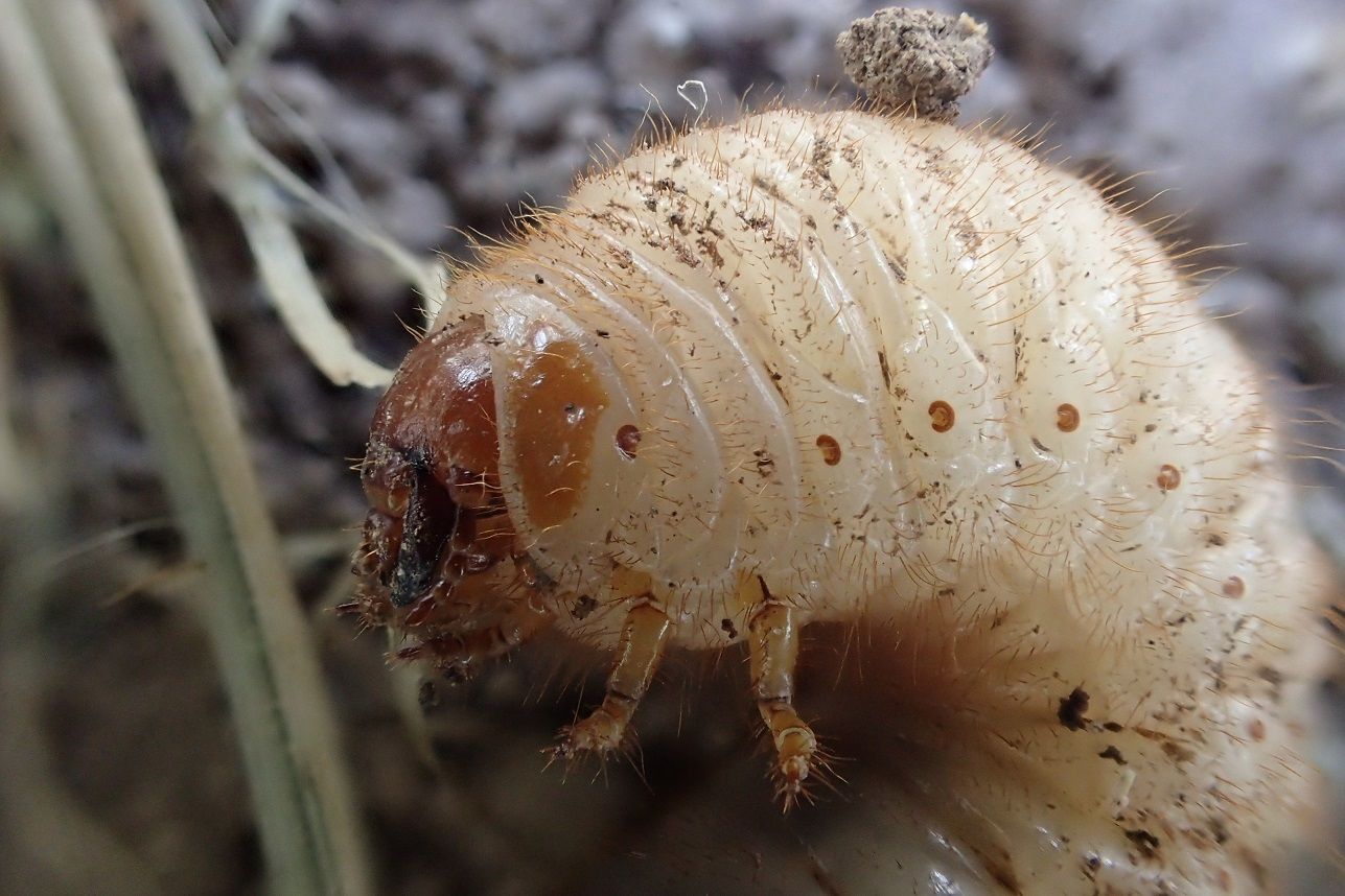 Des larves de Cétoines dans le compost - LE BLOG DU GROUPE NATURE DE ...